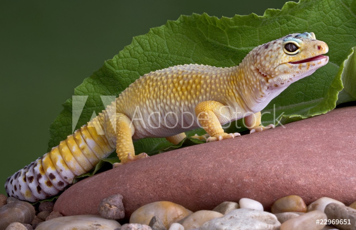 Wall mural Leopard gecko on rock from Scandiwall | Wallpassion.co