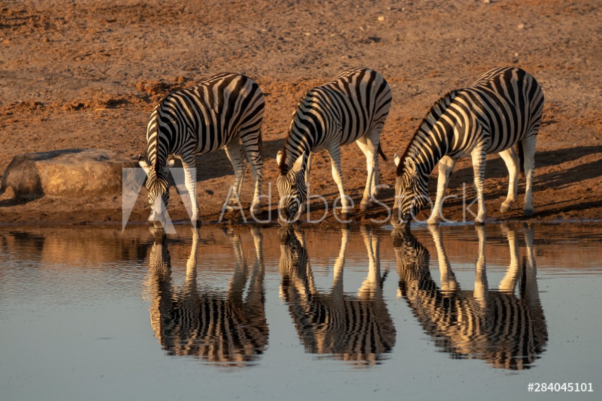 Wall mural Zebra from | Wallpassion.co