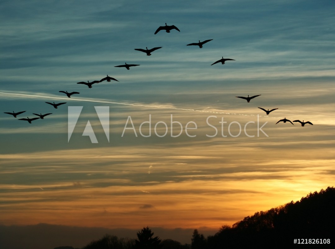 Wall mural Bird Migration at Sunset from Scandiwall | Wallpassion.co