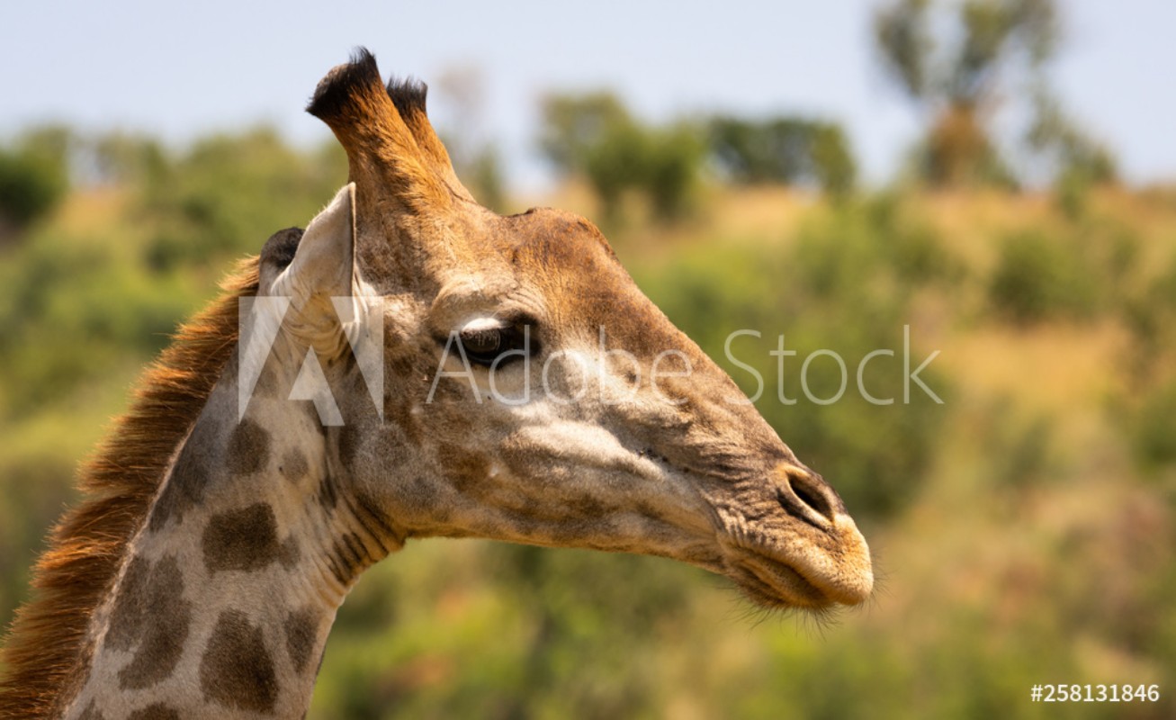 Fototapet Giraffe portrait från Scandiwall | Familjetapeter